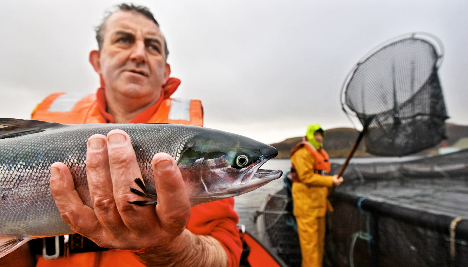 Why 'normal' salmon don't get as many parasites - Futurity