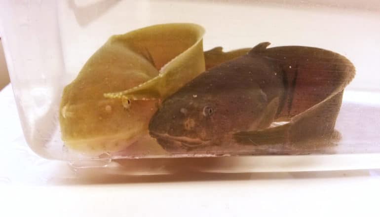 Ocean's deepest fish thrives 26,000 feet below surface - Futurity