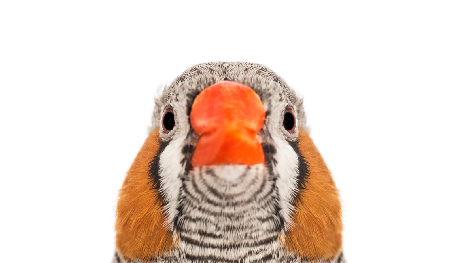 Hear the 'minimalist' way baby birds learn songs - Futurity