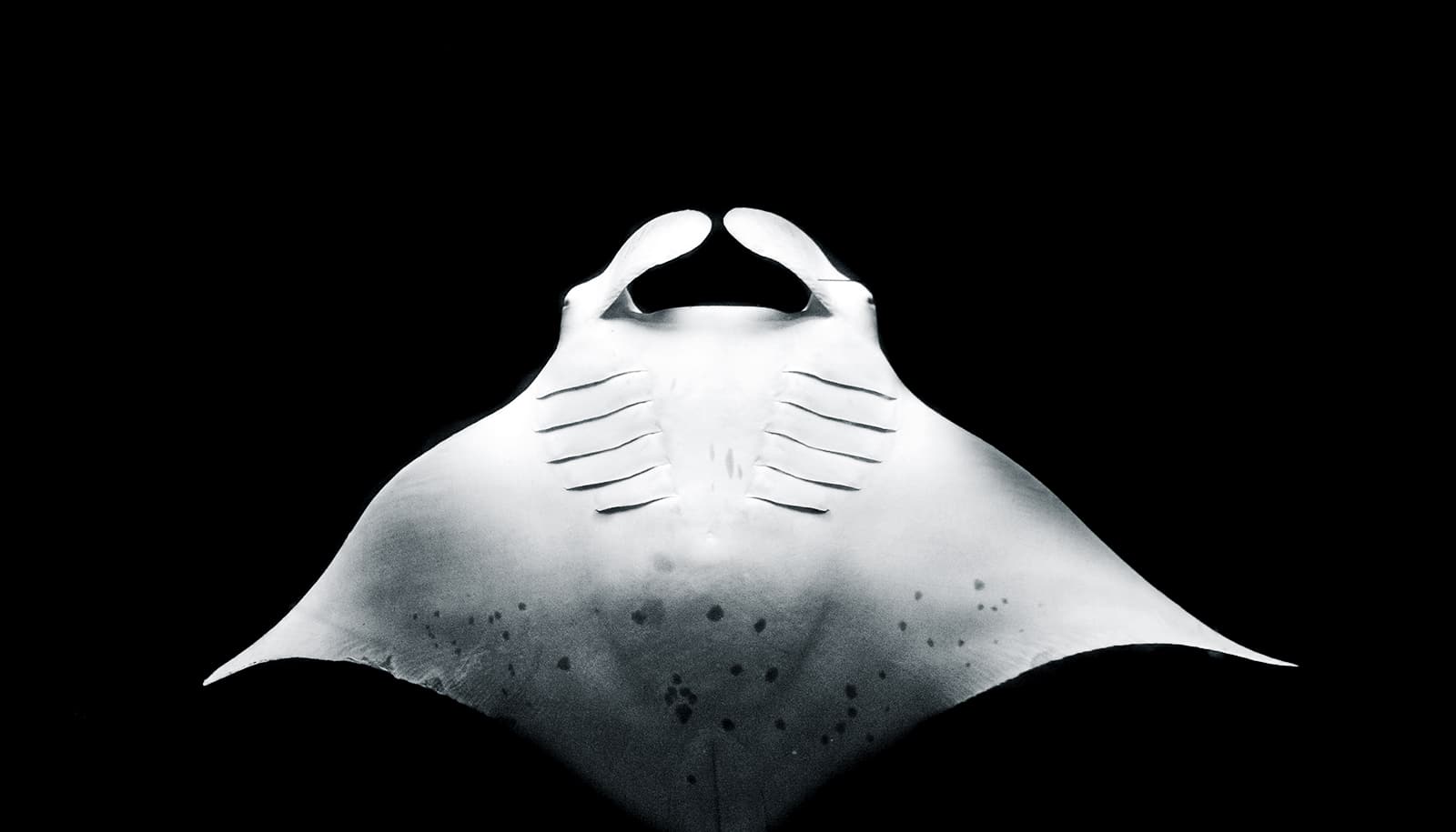 Watch: This robot swims like a manta ray - Futurity