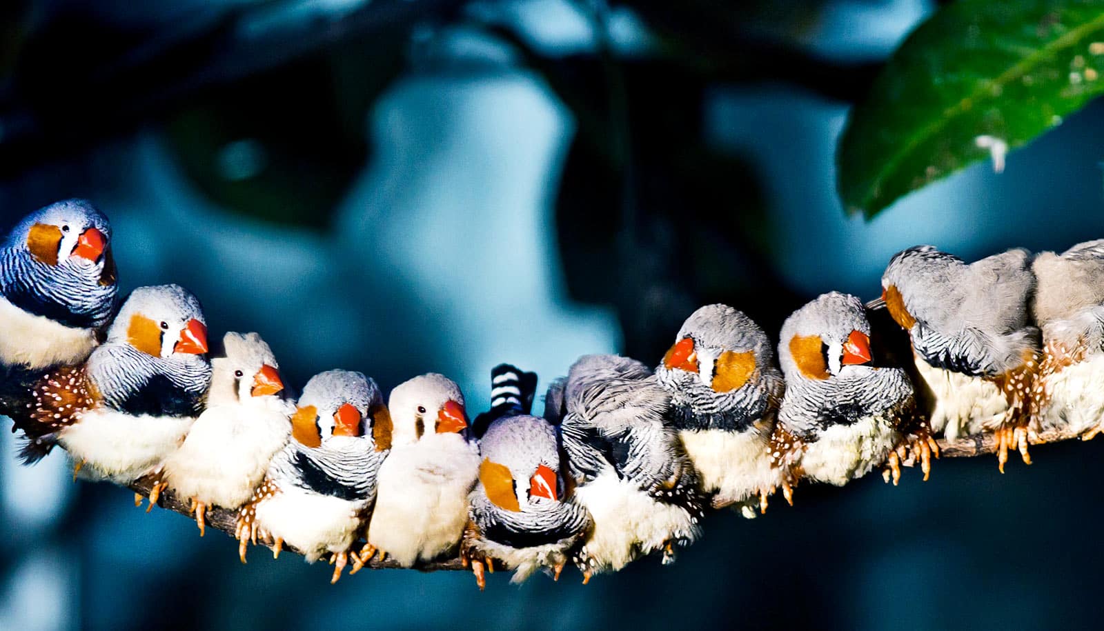 Songbirds may have 'universal grammar' - Futurity