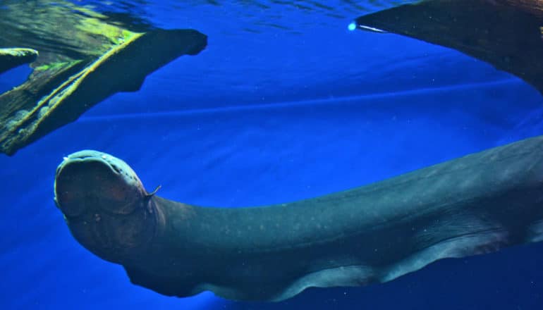 electric-eel-blue-water_1600 - Futurity