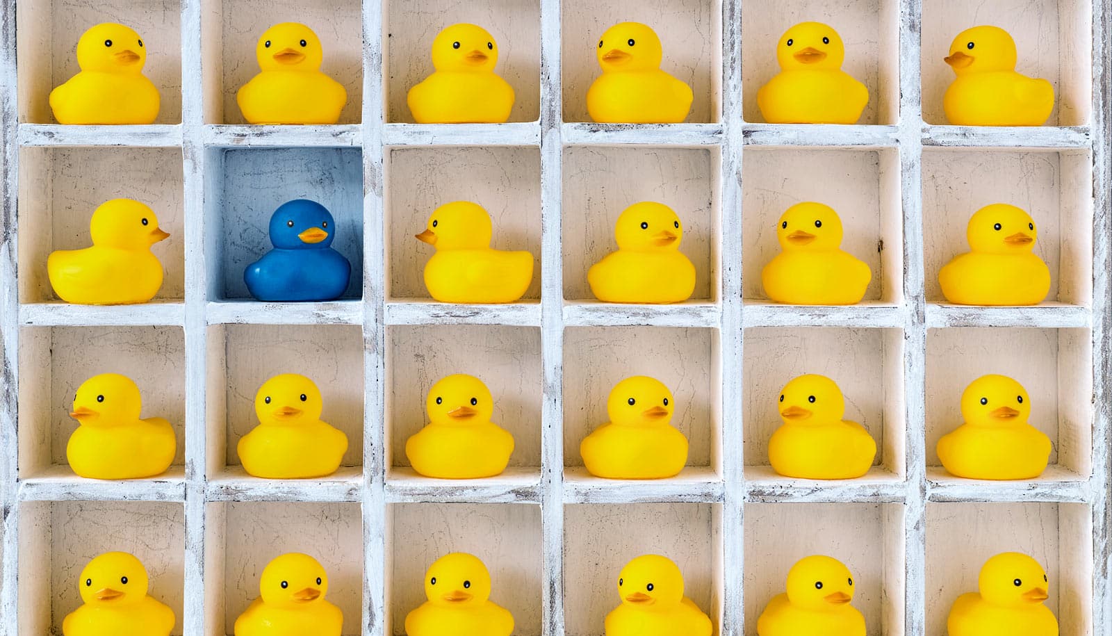 one-duck-not-like-others_1600 - Futurity