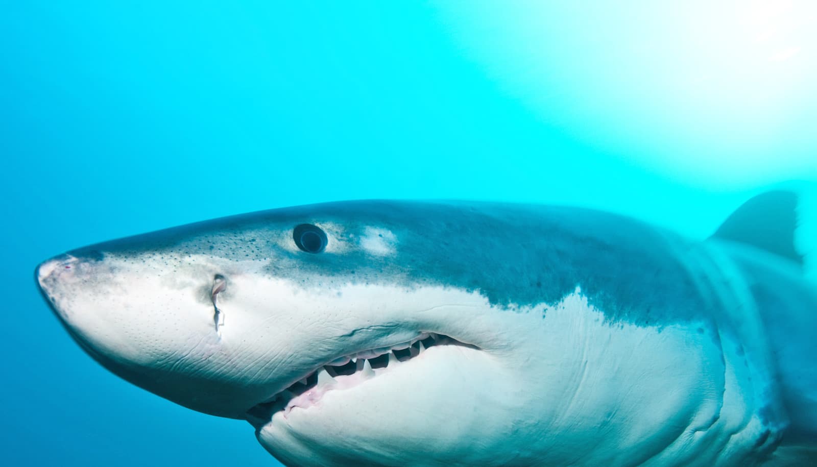 Sensor mimics shark's 'sixth sense' organ - Futurity