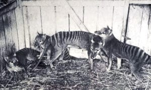 Scientists sequence extinct Tasmanian tiger's genome - Futurity