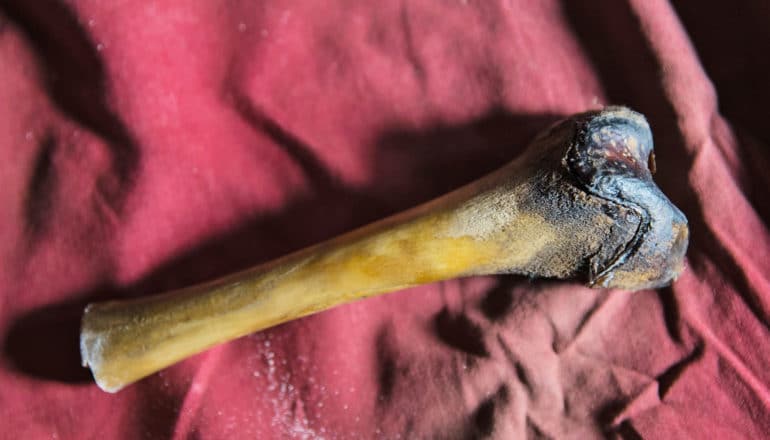 DNA tests say Yetis are actually these animals - Futurity