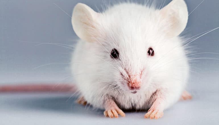 mouse-close-up_1600 - Futurity