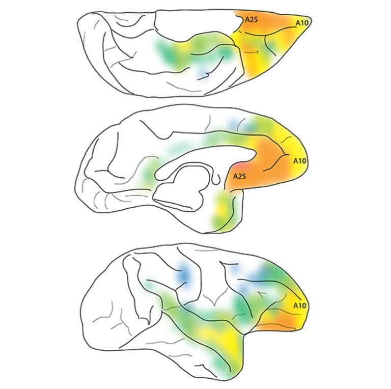 Map reveals paths to and from brain's 'sadness center' - Futurity