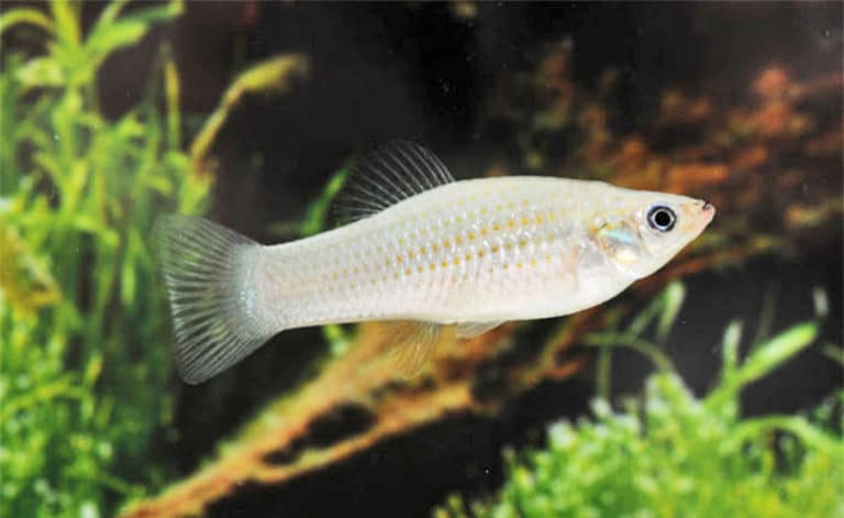 These fish are 100% female—and thriving - Futurity