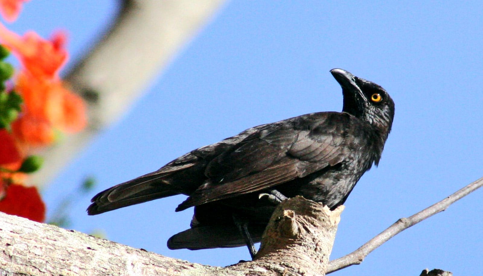 How bird guts give rare chili peppers a boost - Futurity