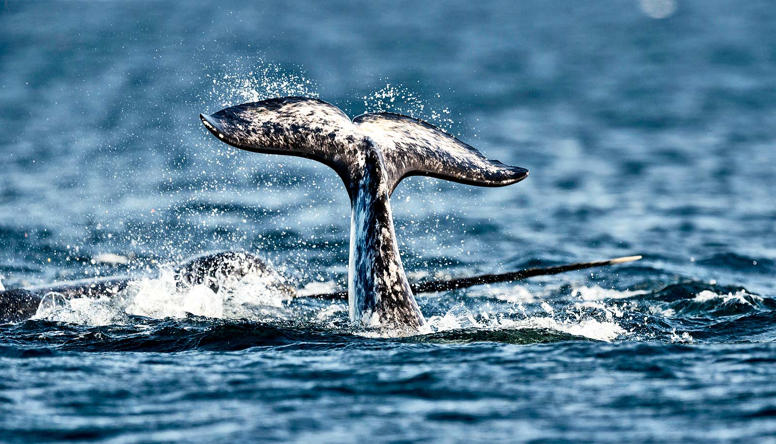 Here's where narwhals like to hang out - Futurity