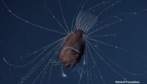 Anglerfish and her 'sexual parasite' seen alive for first time - Futurity