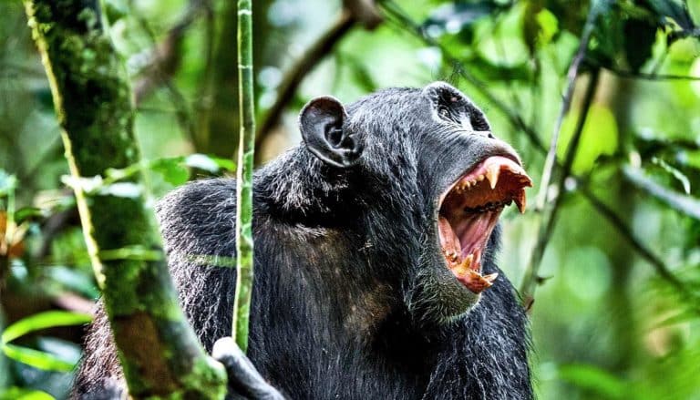 chimpanzee-baring-teeth_1600 - Futurity