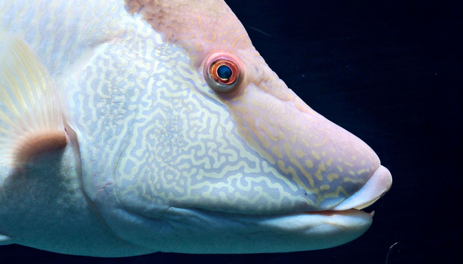 This color-changing fish can 'see' with its skin - Futurity