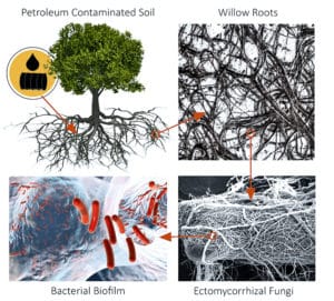 How trees, fungi, and bacteria team up against pollution - Futurity