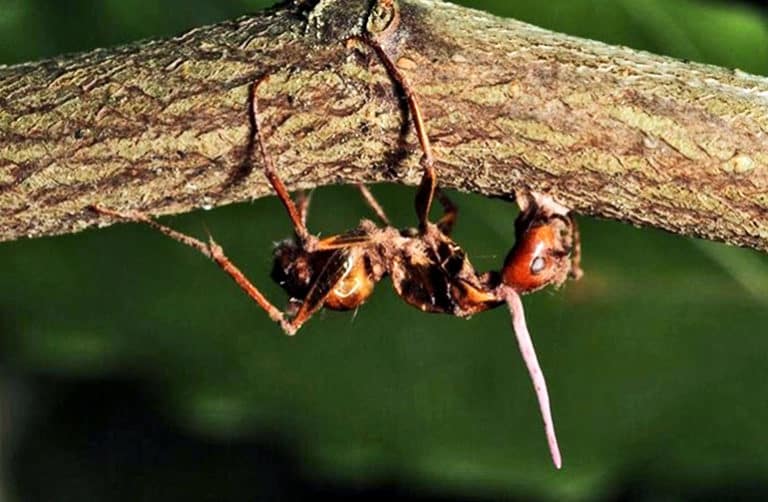 Infected 'zombie ants' shuffle through colony undetected - Futurity