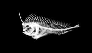 This fish flashes a switchblade on its face - Futurity