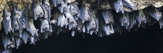 Loud noises don't bother bats - Futurity