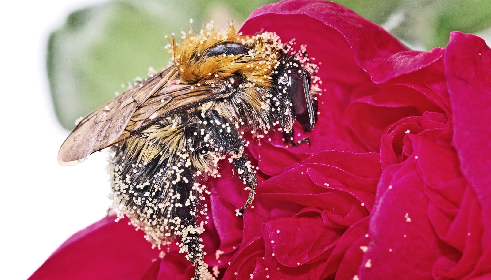 How bees evolved to use vibrations to get at 'hidden' pollen - Futurity