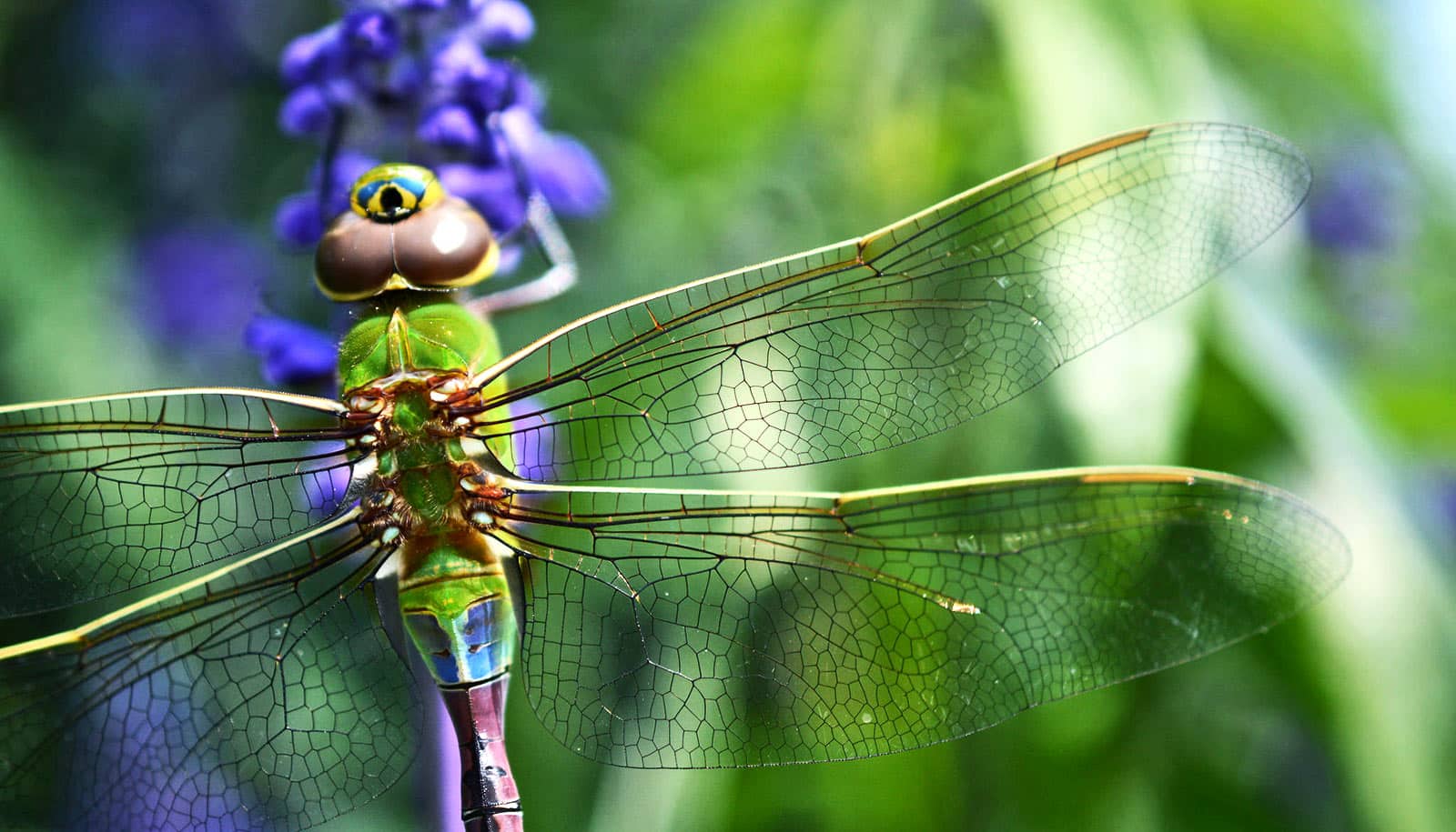 Insects help scientists solve century-old evolution mystery - Futurity