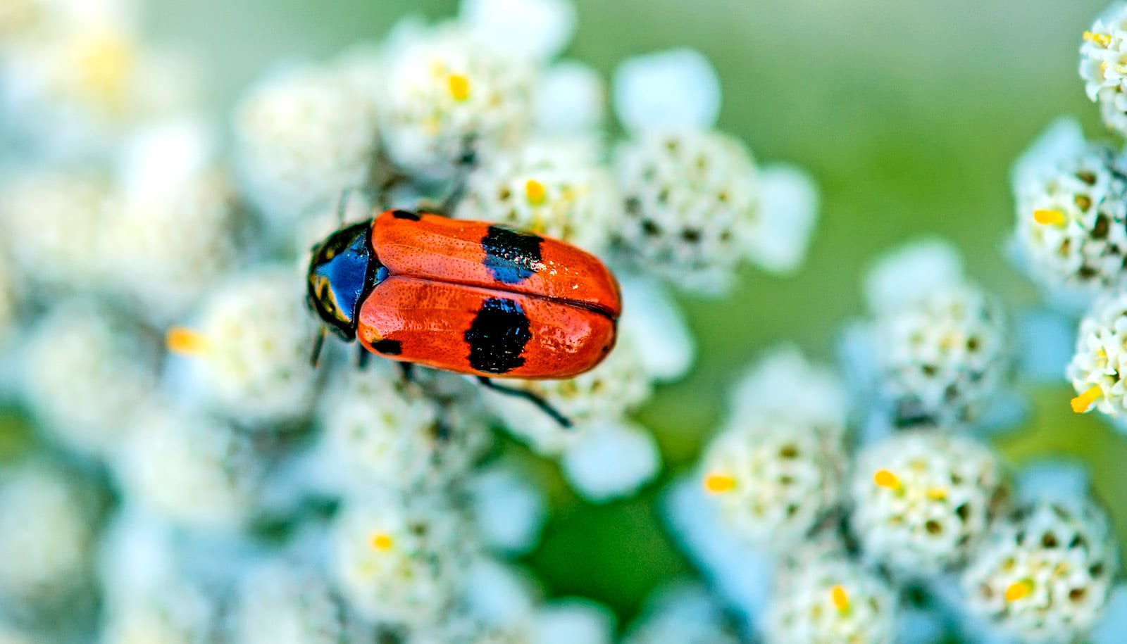 Robots still can't outdo nature's tiny speedsters - Futurity