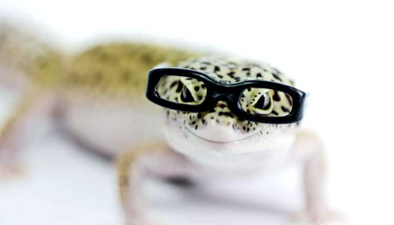 Lizard Wearing Glasses1600 Futurity