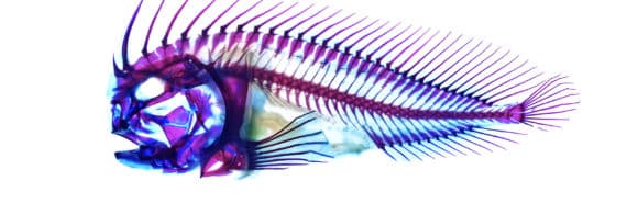 To win a food fight, some guppies wait to be born - Futurity