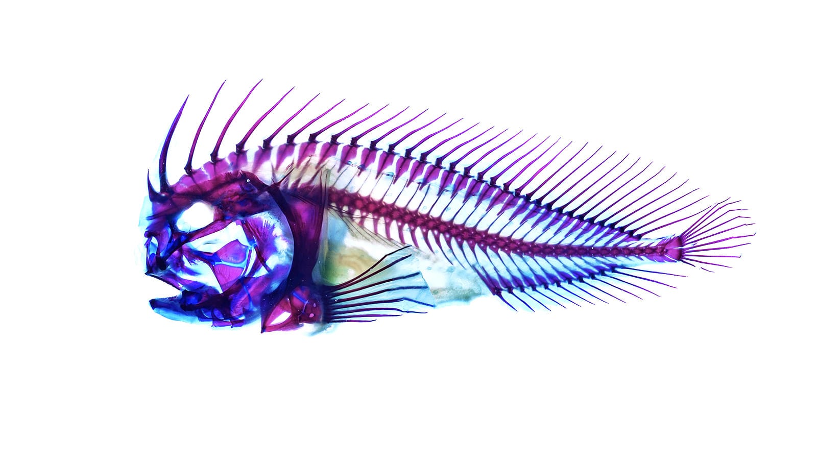 How fish fins evolved on the way to land-ready limbs - Futurity