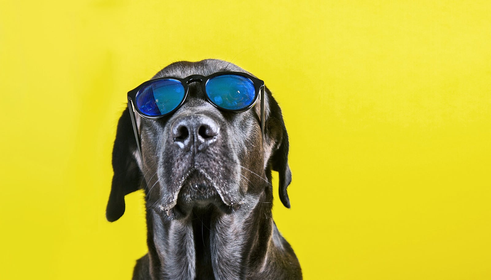 Black And Yellow Labs Wearing Sunglasses