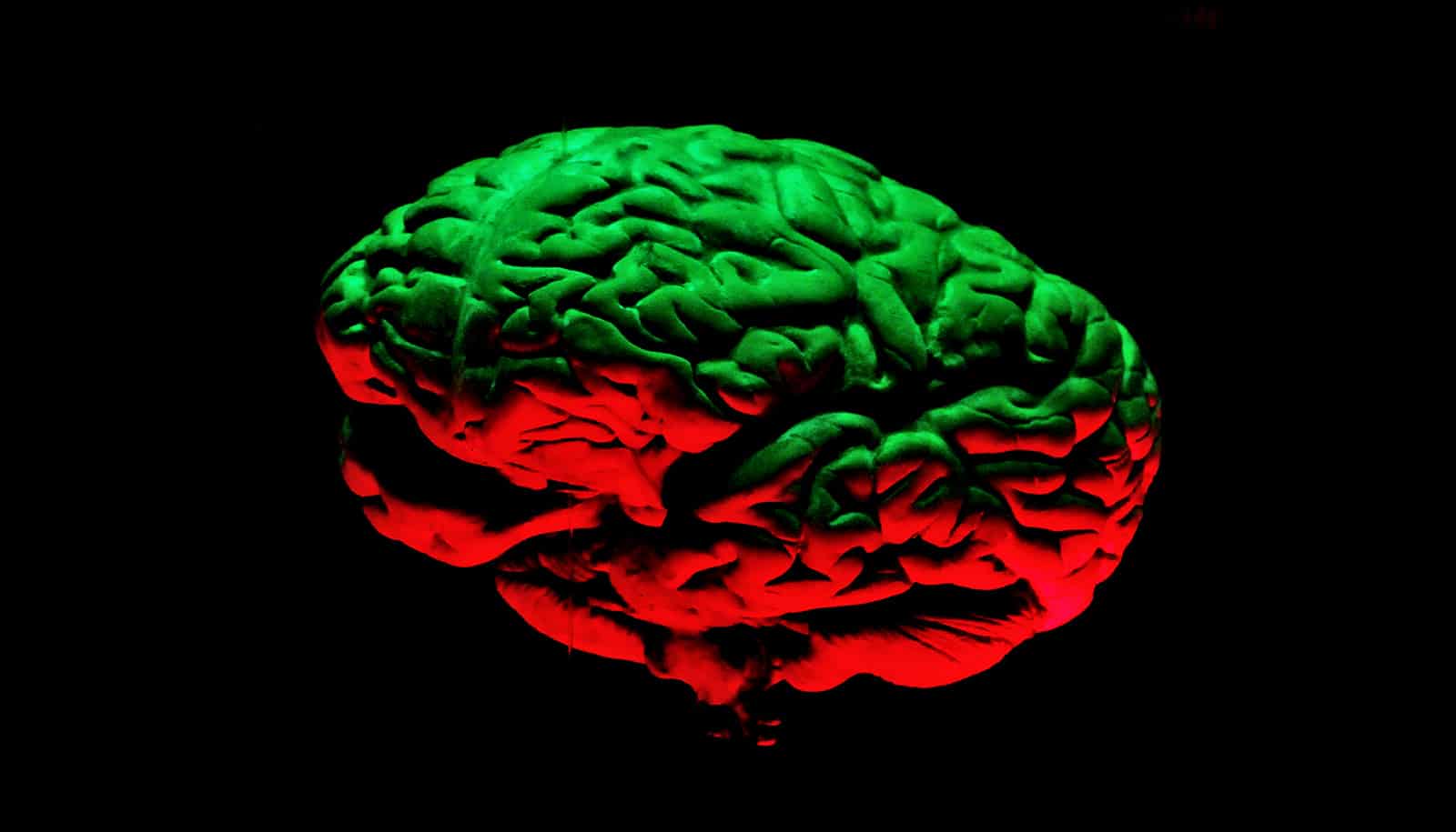 Gel regrows mouse neurons after brain-damaging strokes - Futurity