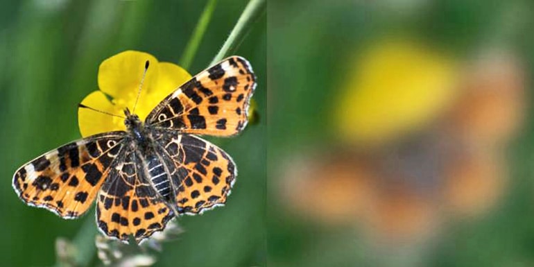 See How We View The World Vs Dogs Cats And Goldfish Futurity