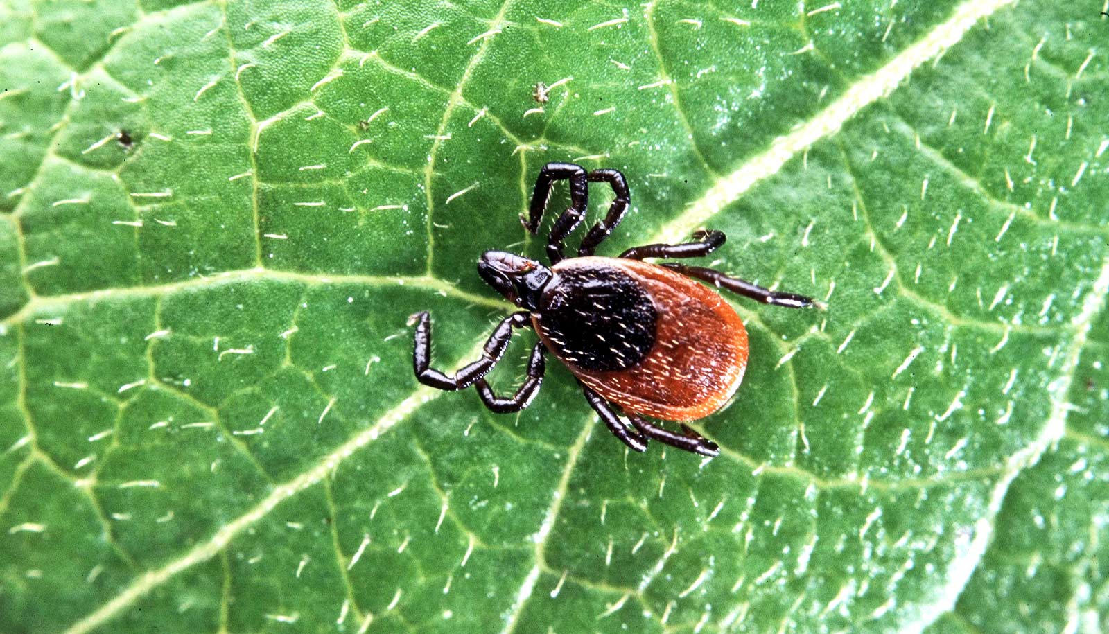 How to protect yourself from ticks this summer - Futurity