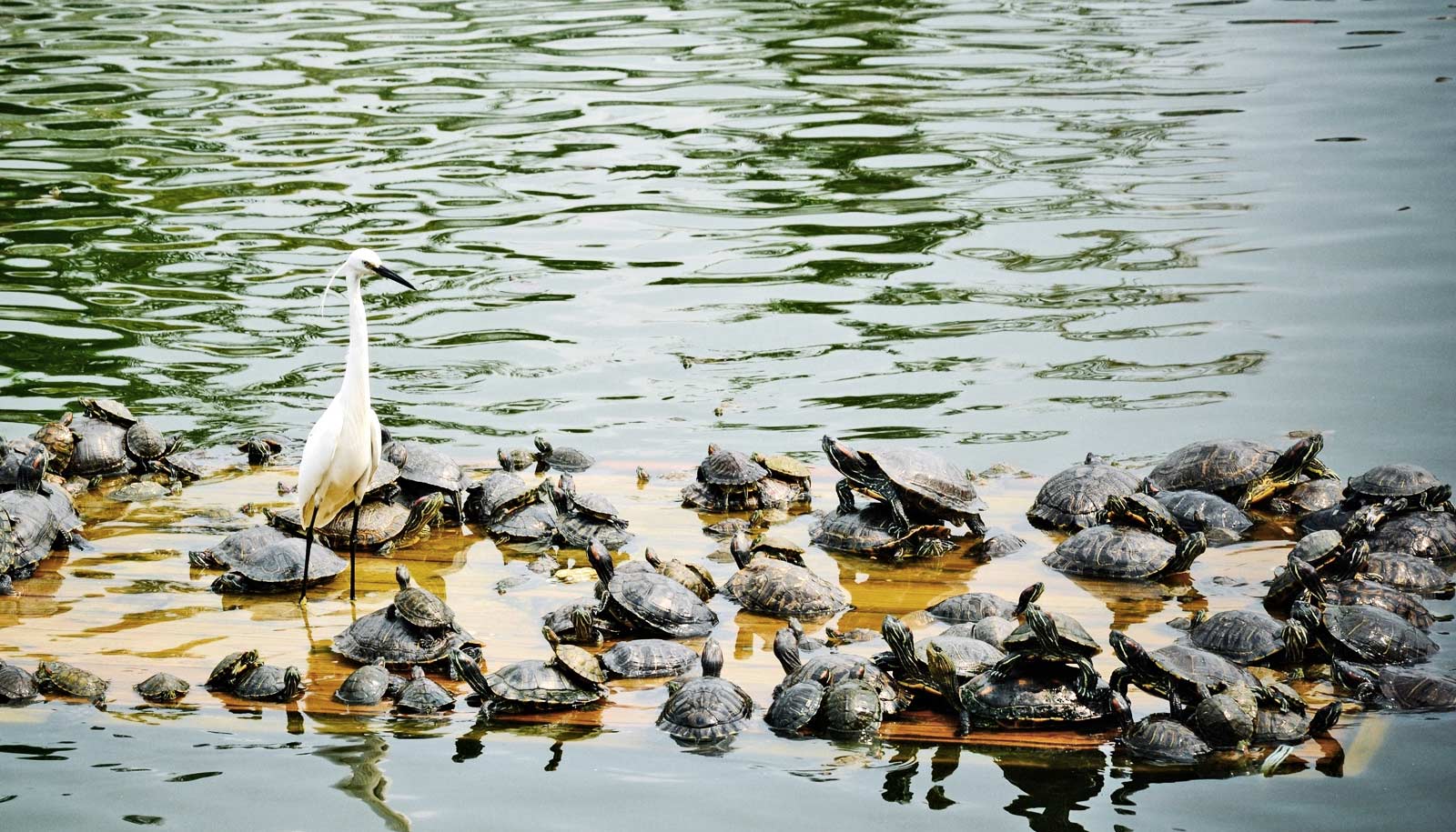 Bird and turtle genomes offer clues to ancient lizardy creature - Futurity