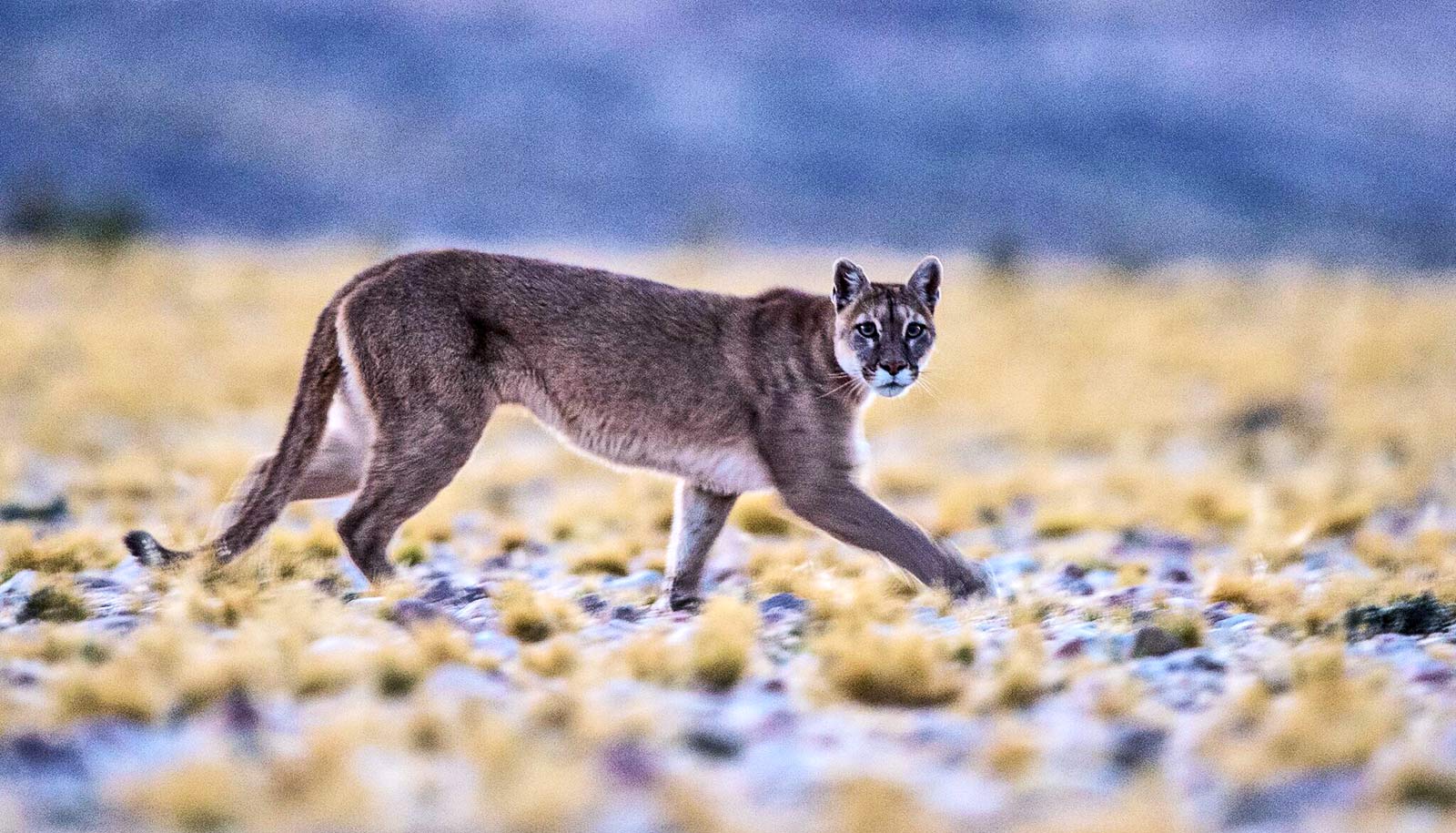 'Odd' sightings show big predators want their habitats back - Futurity