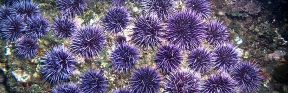 Steelhead trout adapted to lake life in just 120 years - Futurity