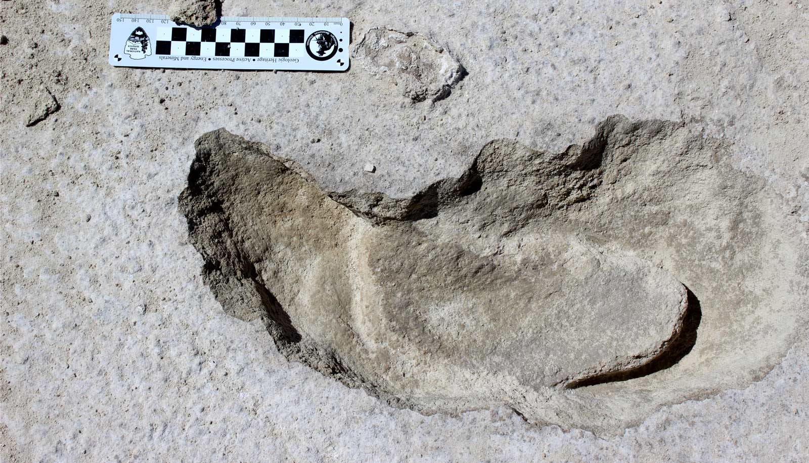 See the fossil shell: This extinct turtle was truly enormous - Futurity