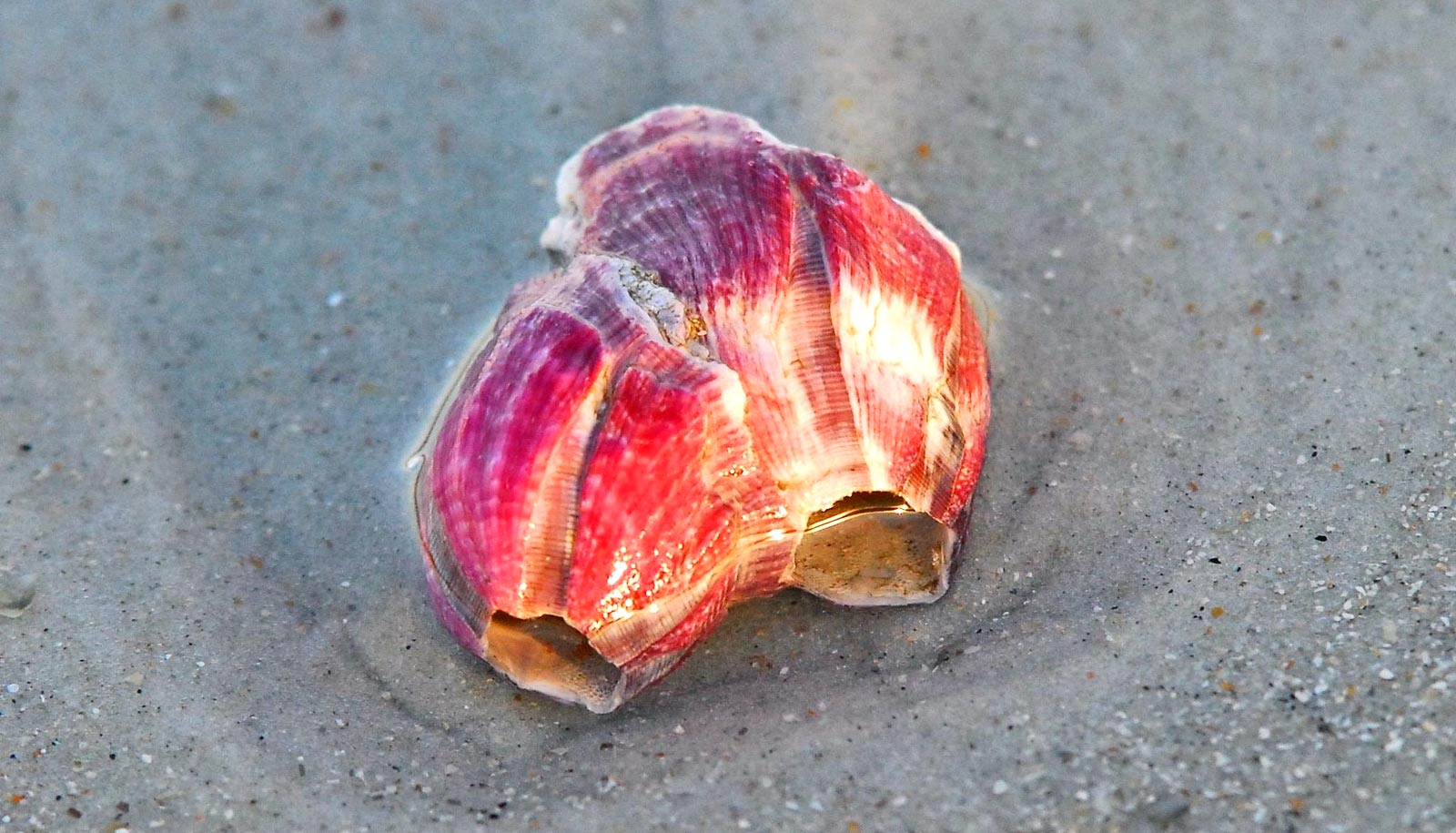 Plastic bits in barnacles threaten food chain - Futurity