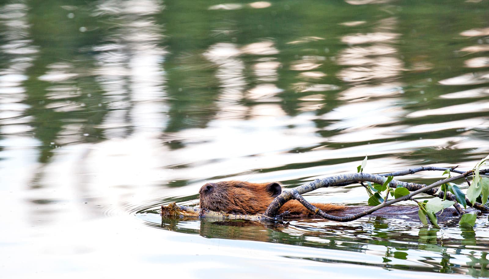Rescue rover deals with rough terrain like a beaver - Futurity