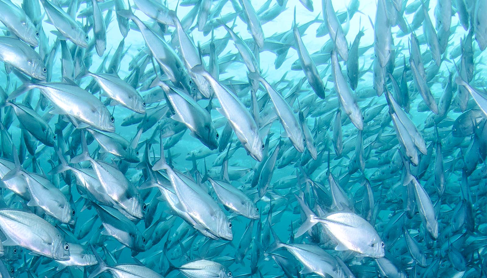 Swimming in schools gives fish an energy boost - Futurity