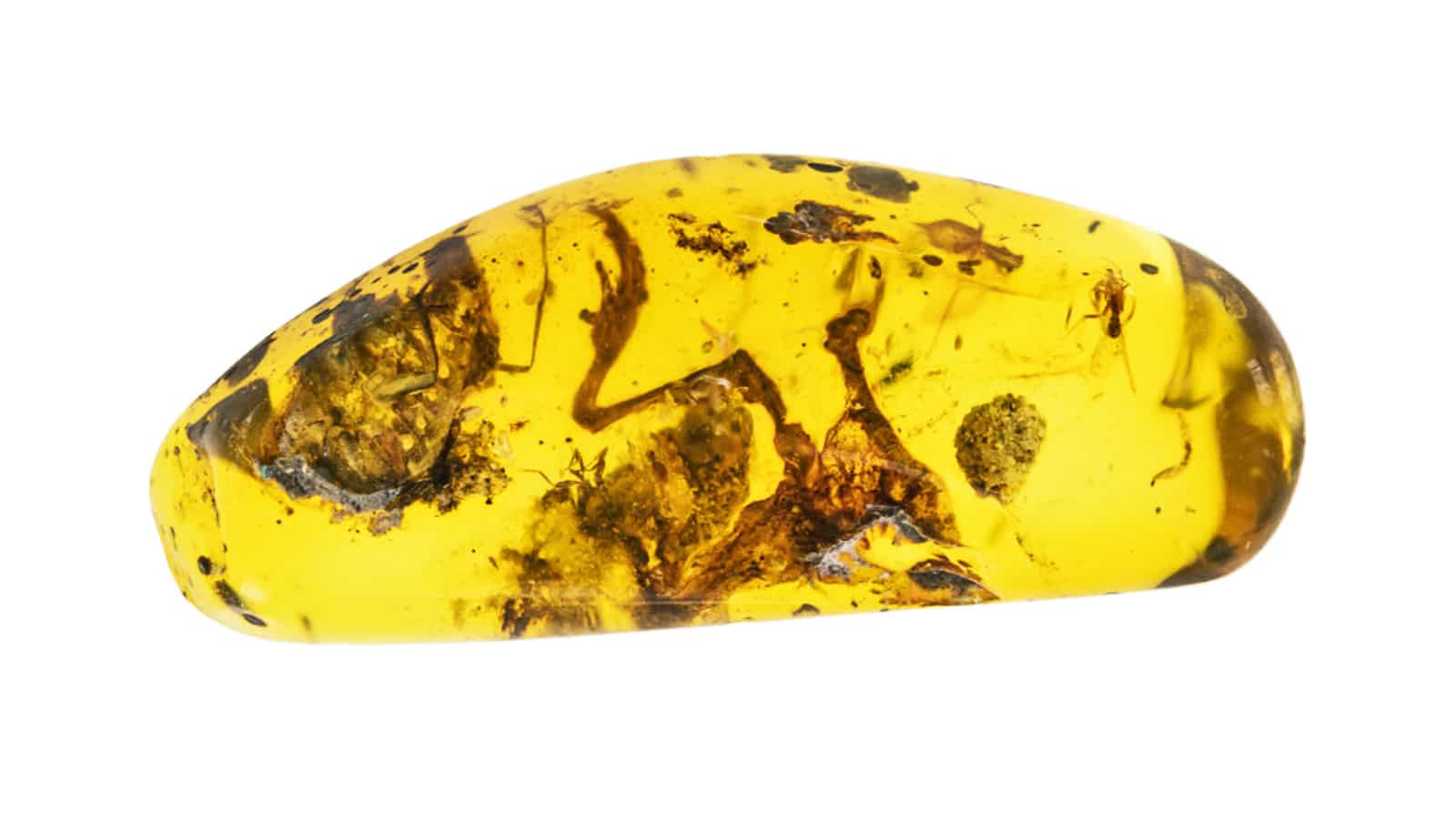 Tiny frog trapped in amber is a crazy find - Futurity