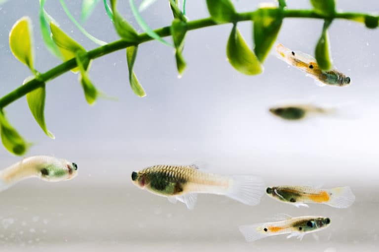 Guppy guys grow bigger brains when predators are near - Futurity