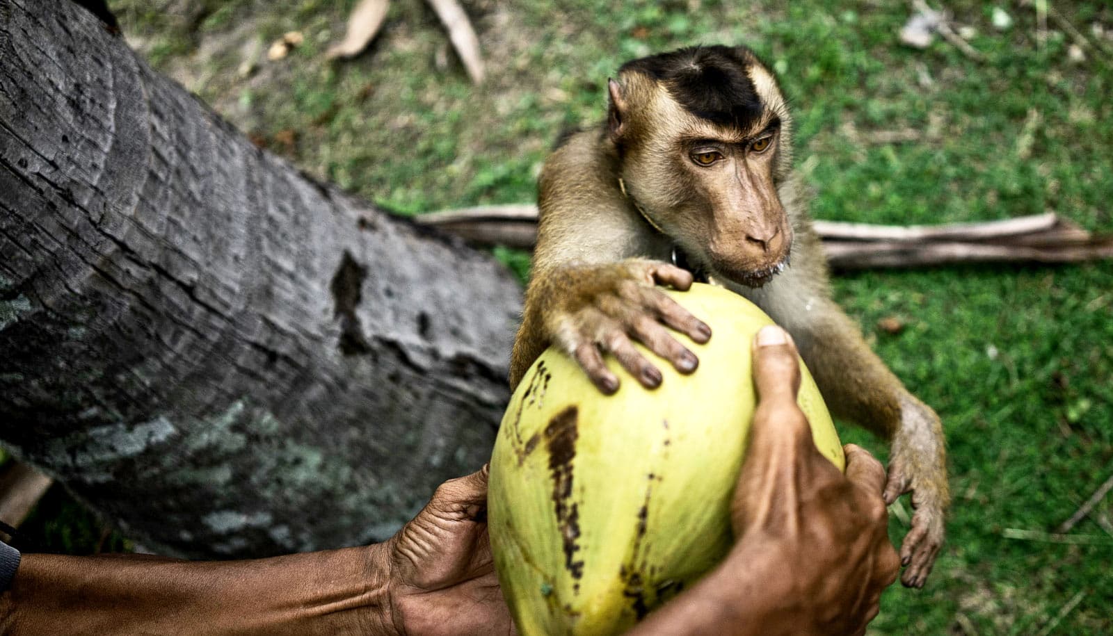 Ancient primates had extra claws just for grooming - Futurity