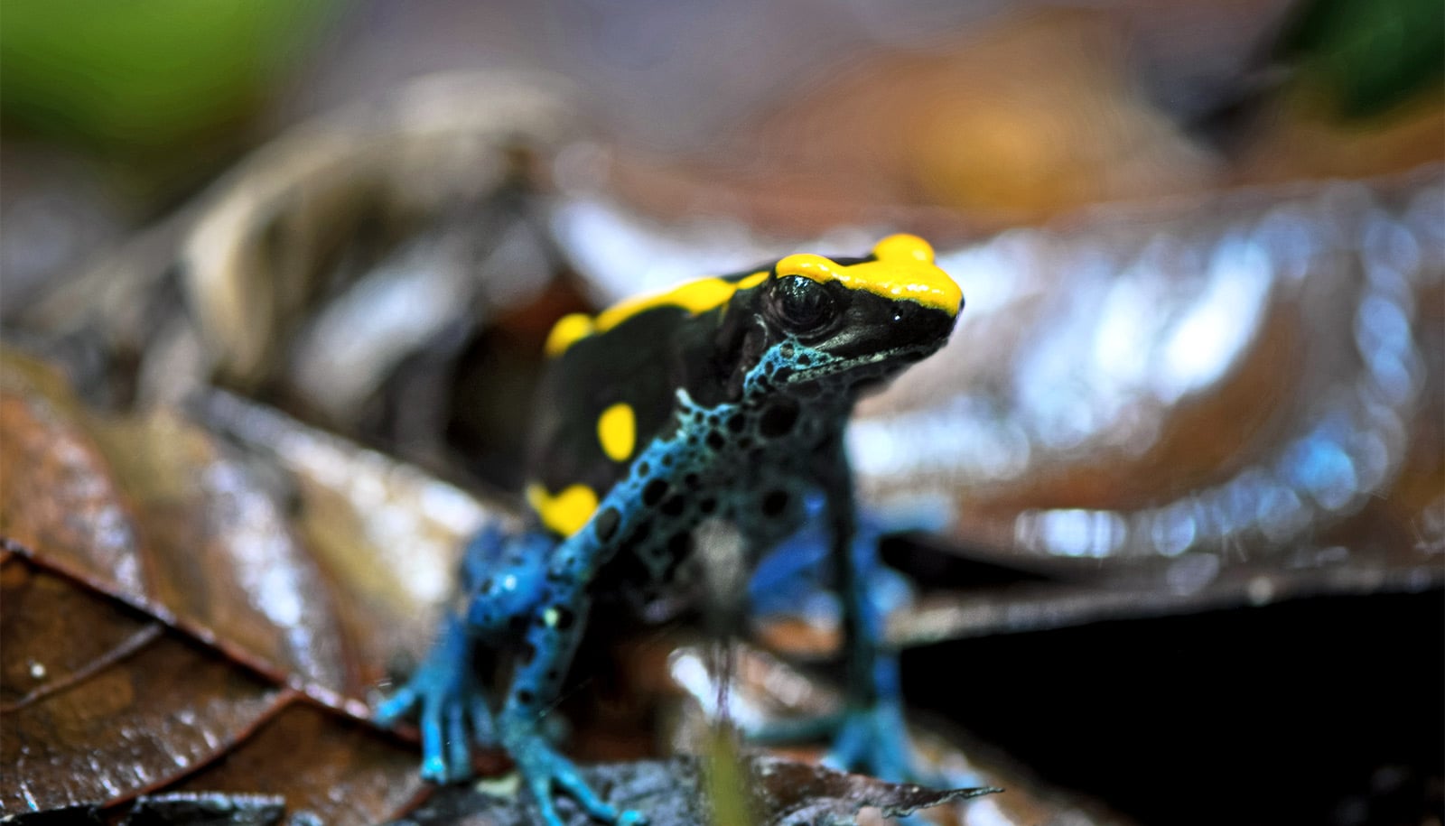 The Ability Of Frog To Change Colour Is Called Camouflage