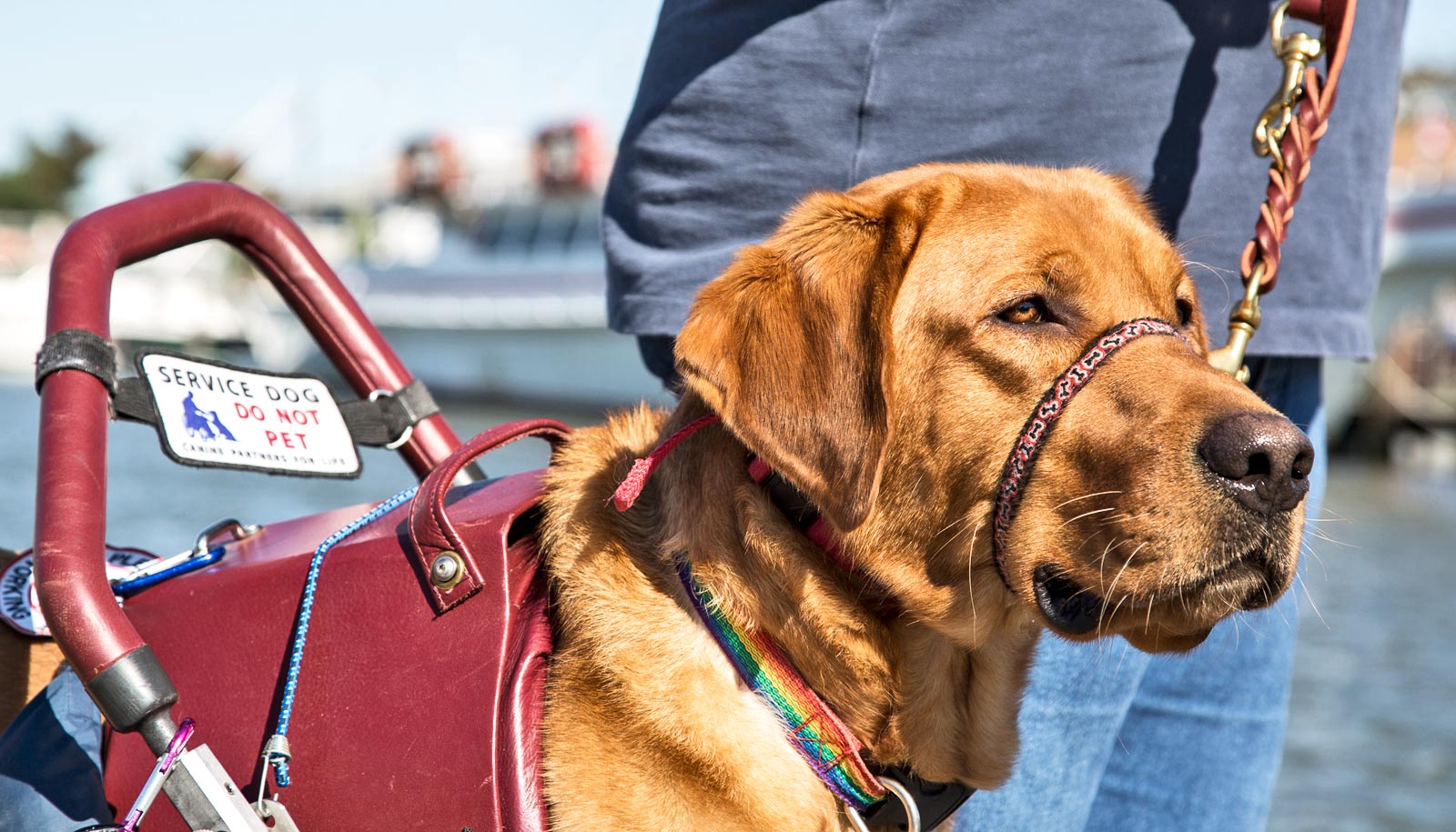 Biomarker suggests another perk of service dogs for veterans - Futurity