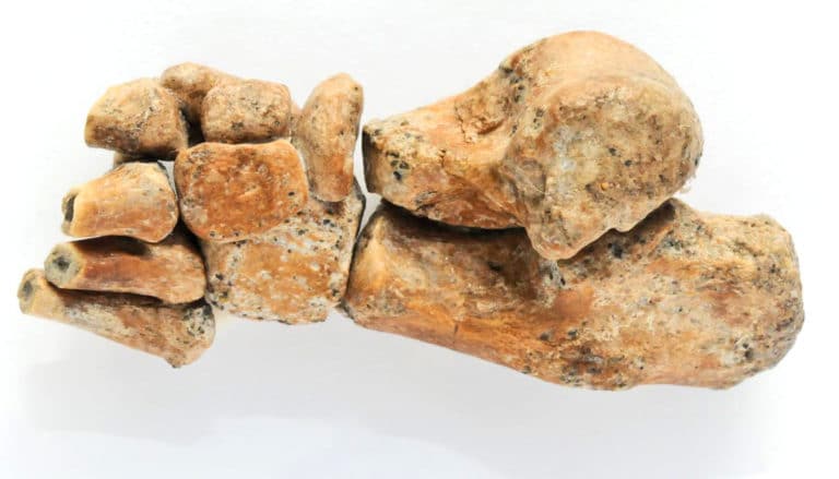 Tiny fossil foot: Toddlers once had toes for climbing trees - Futurity