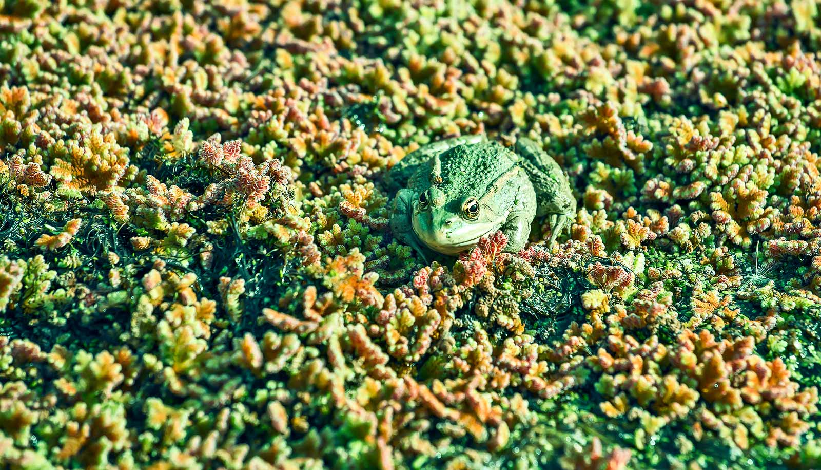 A little competition could rein in algal blooms - Futurity