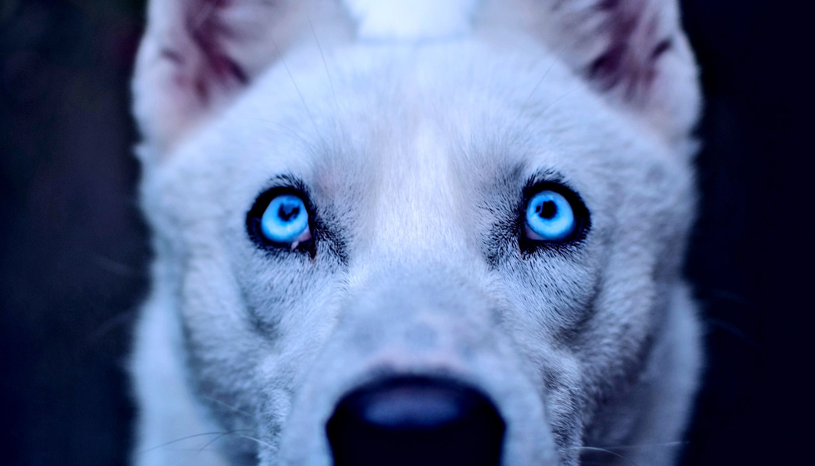 Mutation links dog 'screwtail' and rare human syndrome - Futurity