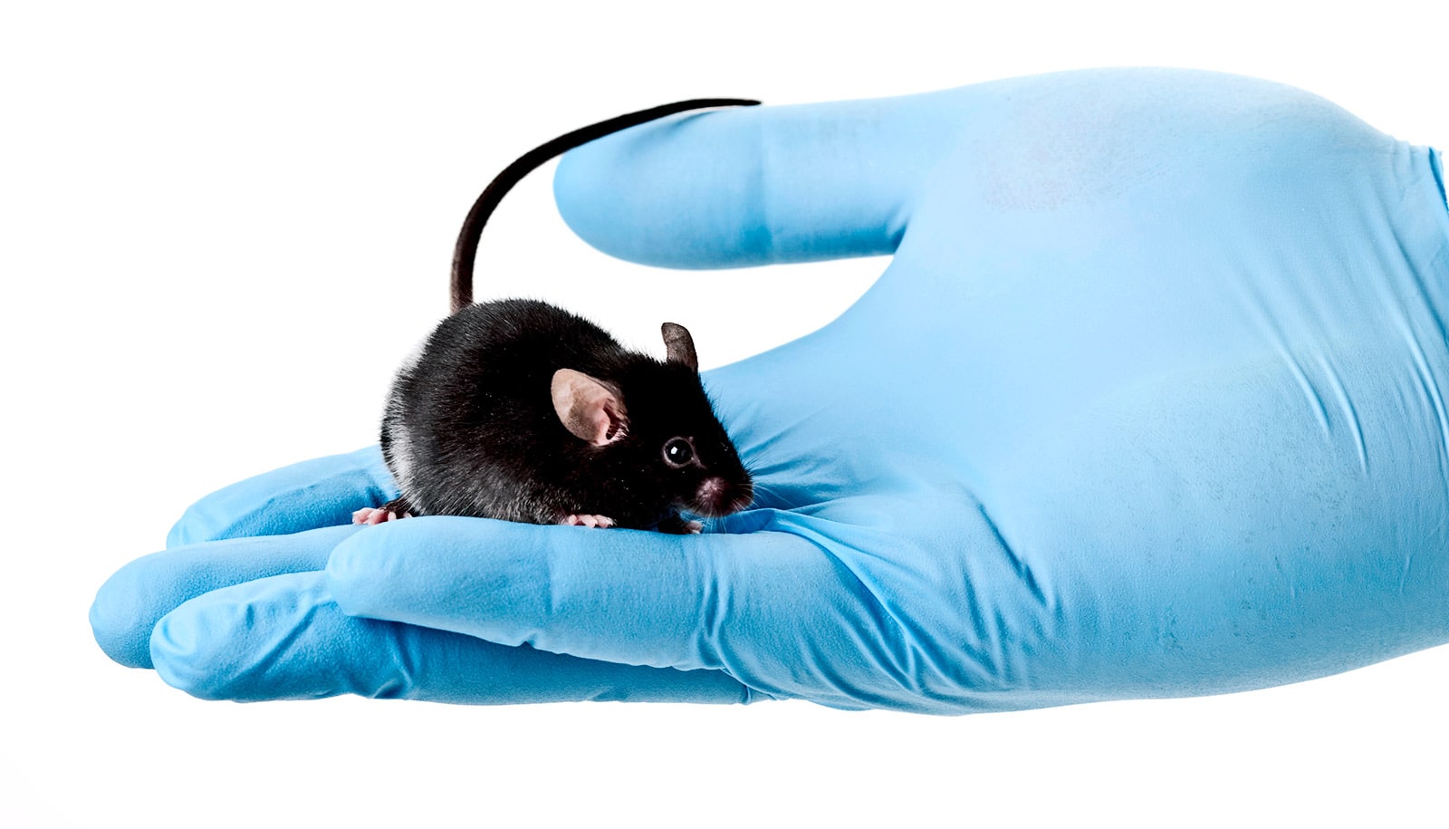 Lab-made cells outdo animal testing for cancer research - Futurity