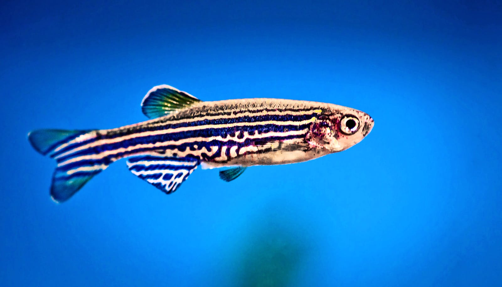 See-through fish could reveal origins of neuroblastoma - Futurity