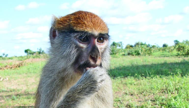 Check out the fuzzy monkey that inspired the Lorax - Futurity